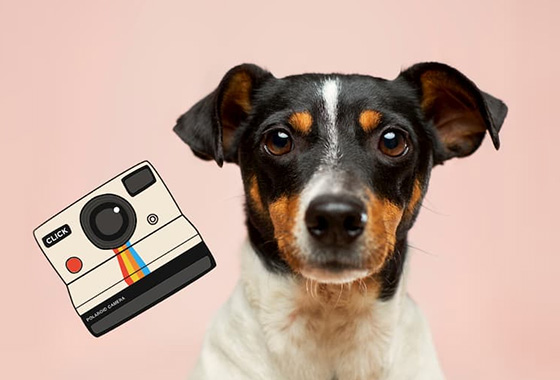 8 Dog Photography Tips to Take Photos of Your Pup! | Pixomatic Blog